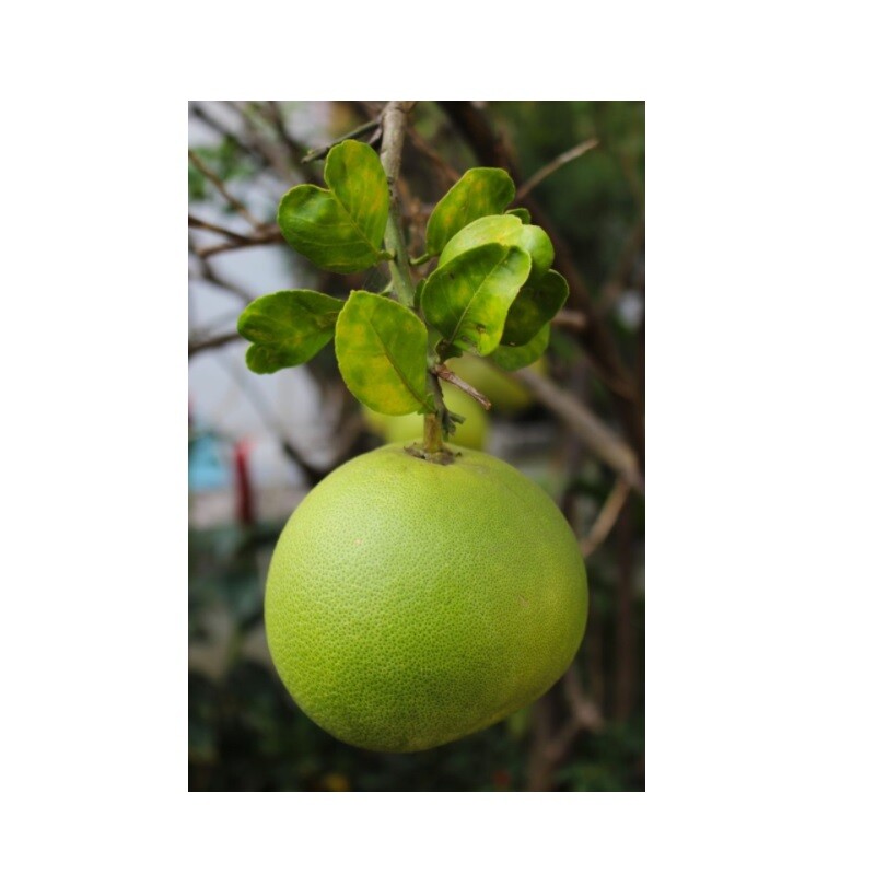 Pomelo 1 ks | Sklizeno